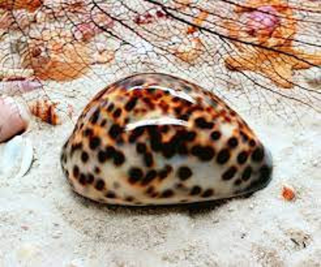 Tiger Cowrie Seashell Large Size: 7-8cm. for Arts & Crafts Table Decor ...