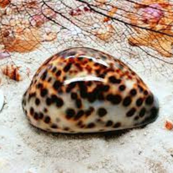 Tiger Cowrie - Etsy