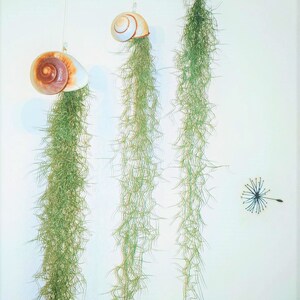 Tillandsia Usneoides Spanish Moss Air Plants in Snail Shells - Etsy UK