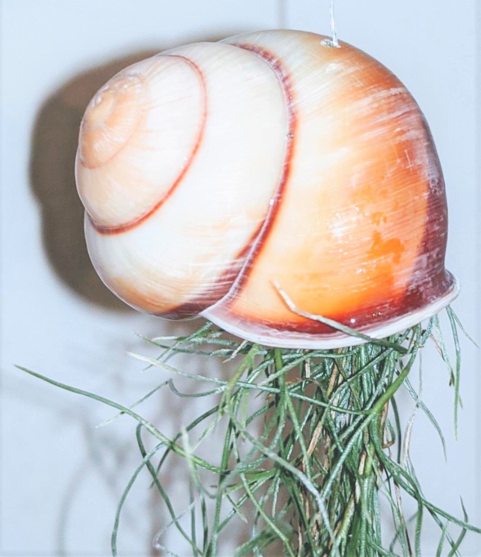 Tillandsia Usneoides Spanish Moss Air Plants in Snail Shells - Etsy UK