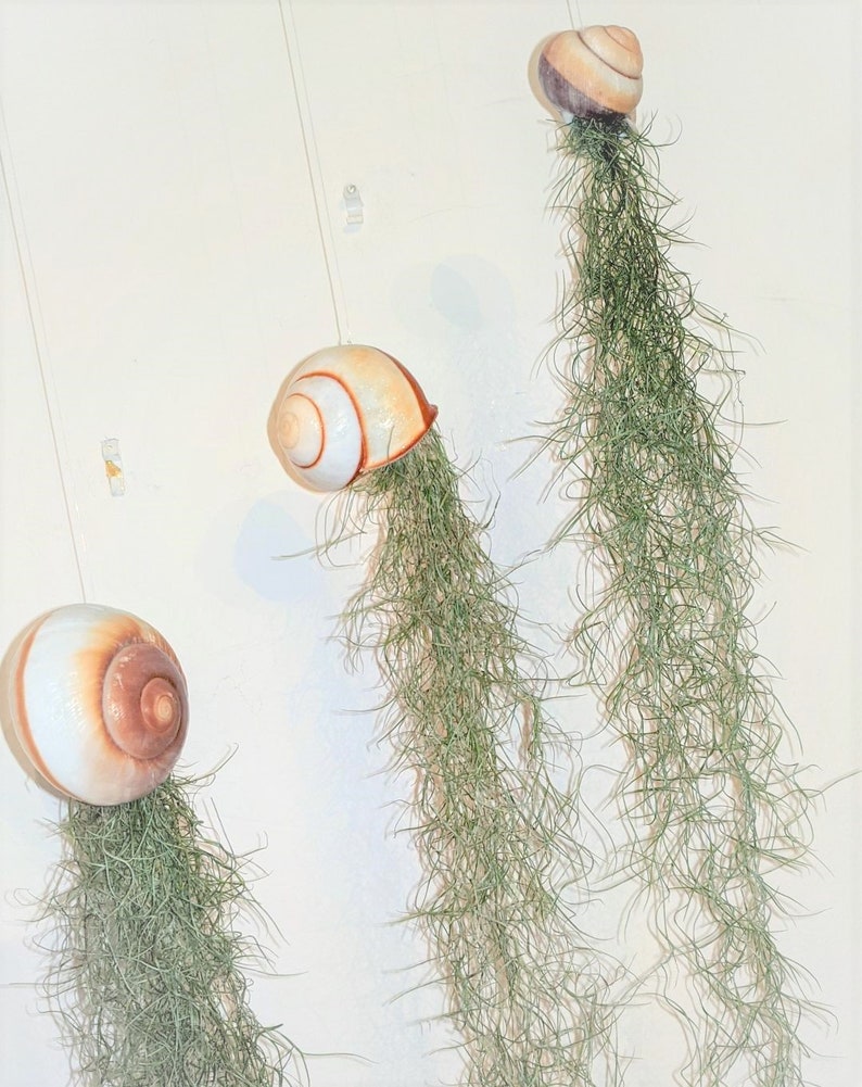 Tillandsia Usneoides Spanish Moss Air Plants in Snail Shells - Etsy UK