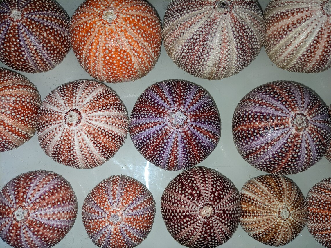 Floating Jellyfish in a Rare Colourful Cornish Shell Dressed - Etsy Canada