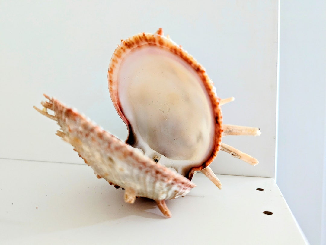Thorny Oysters Shell Rare Hinged Shell 11 Cm X 9 Cm for Table Decor ...