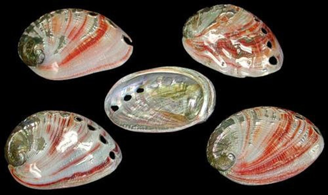 Abalone Red Sea Shells in Swirling Shades of Terracotta 2.5 to 3'' set ...