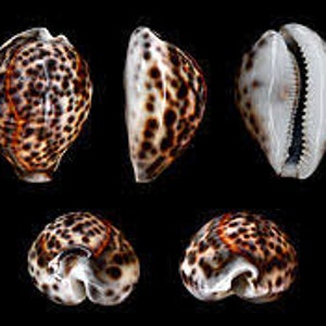 Tiger Cowrie Seashell Large Size: 7-8cm. for Arts & Crafts Table Decor ...