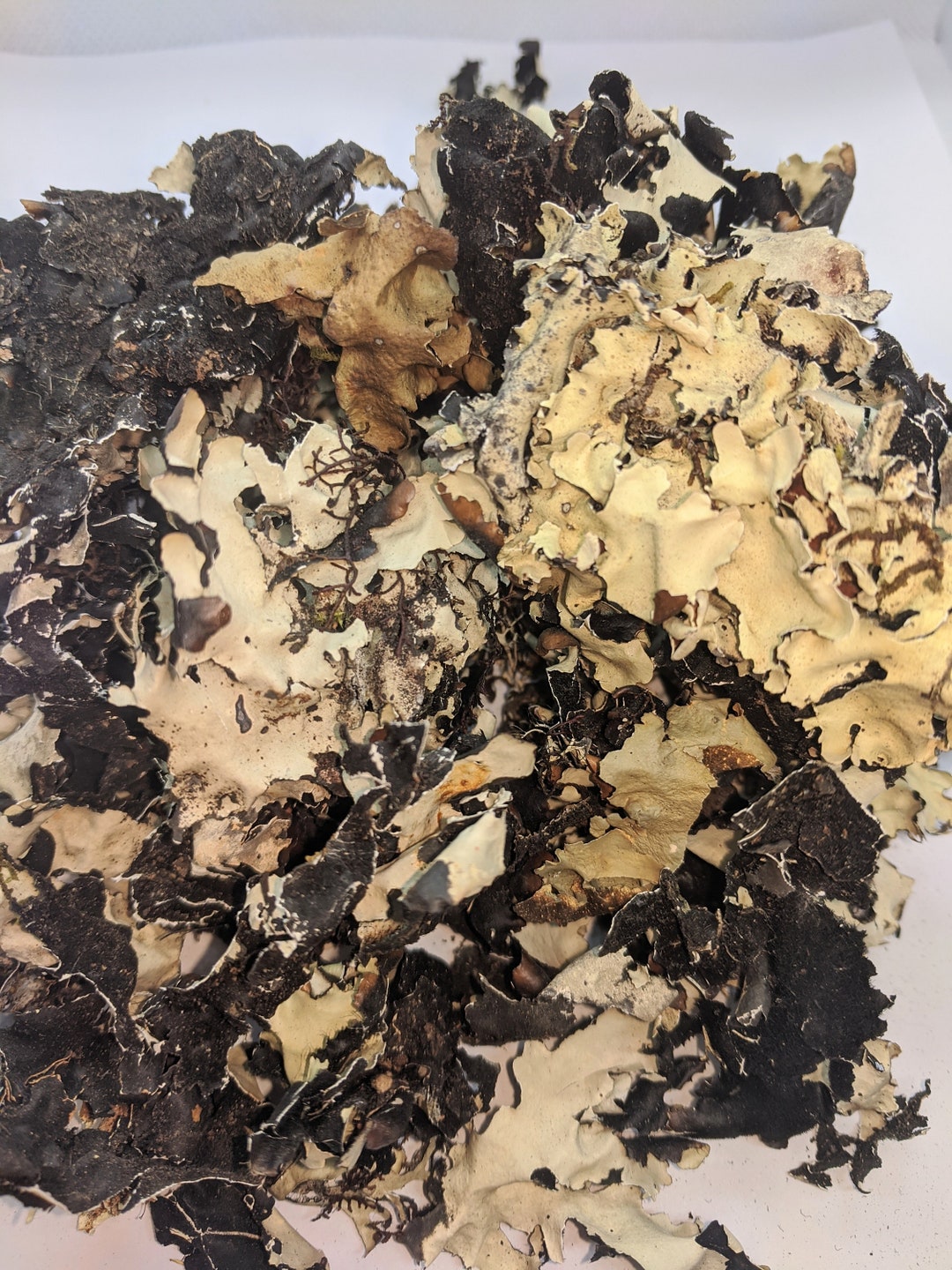 Dried Black Moss Decorative Moss Ideal for Floral - Etsy