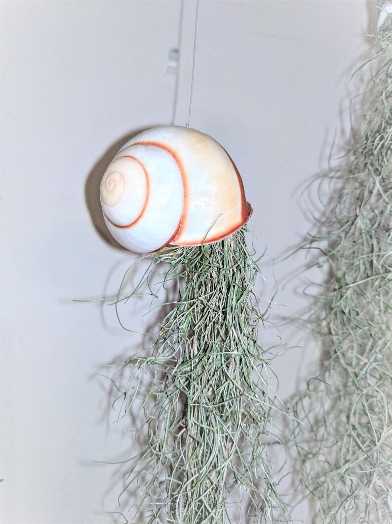 Tillandsia Usneoides Spanish Moss Air Plants in Snail Shells - Etsy UK
