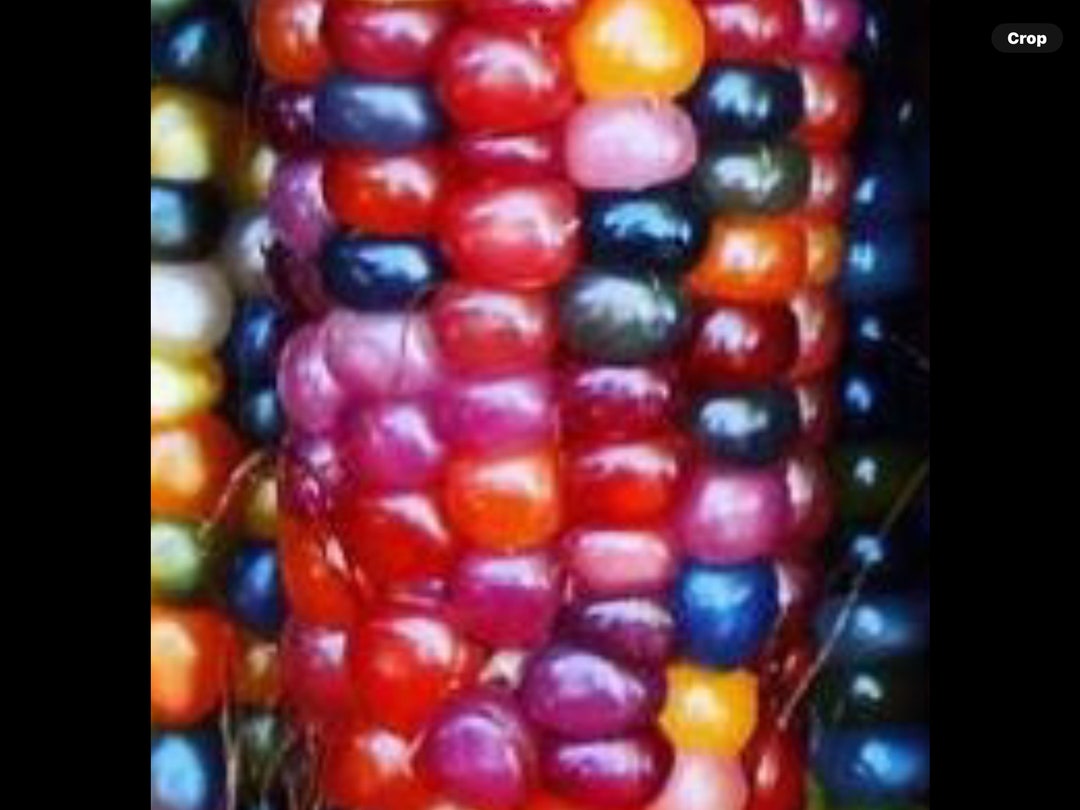 FREE, Just Pay Shipping ,200 FREE Glass Gem Popcorn Seeds, Ornamental ...