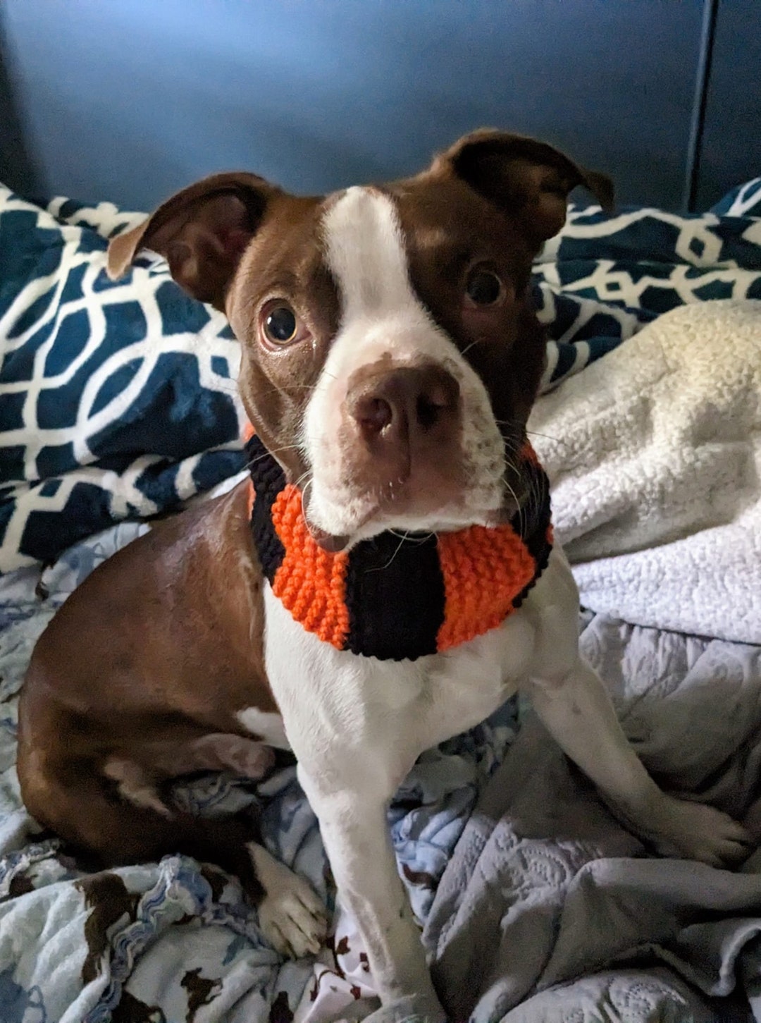 The Striped Hand Knitted Dog Scarf - Etsy