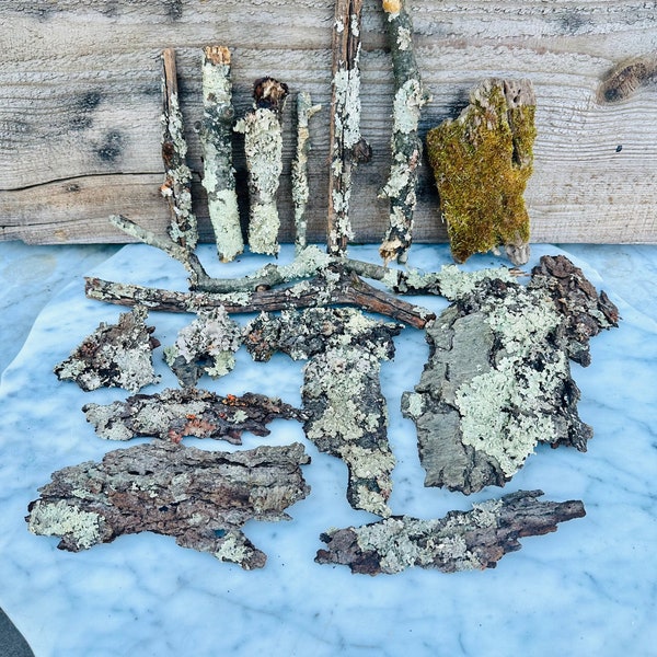 Lichen Terrarium - Etsy