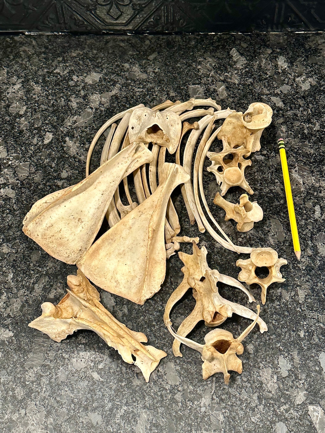 Wild Foraged Animal Bones / Taxidermy Decor / Oddities / 24 Pcs / Deer ...