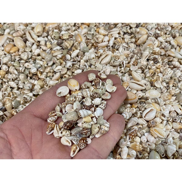 Tiny Seashells - Etsy