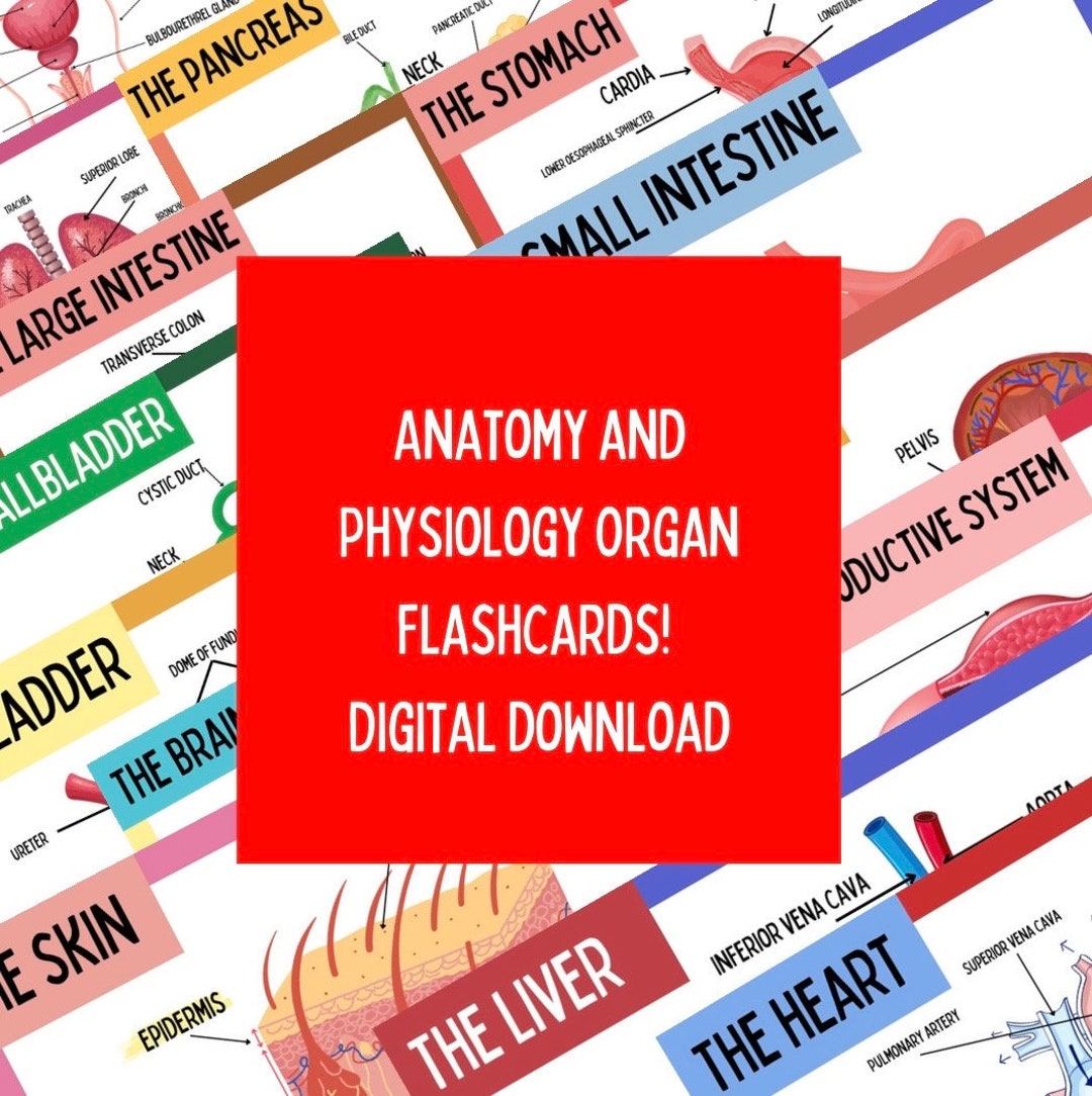 DIGITAL PDF Anatomy and Physiology Flashcards. Student Nurse, Nursing ...