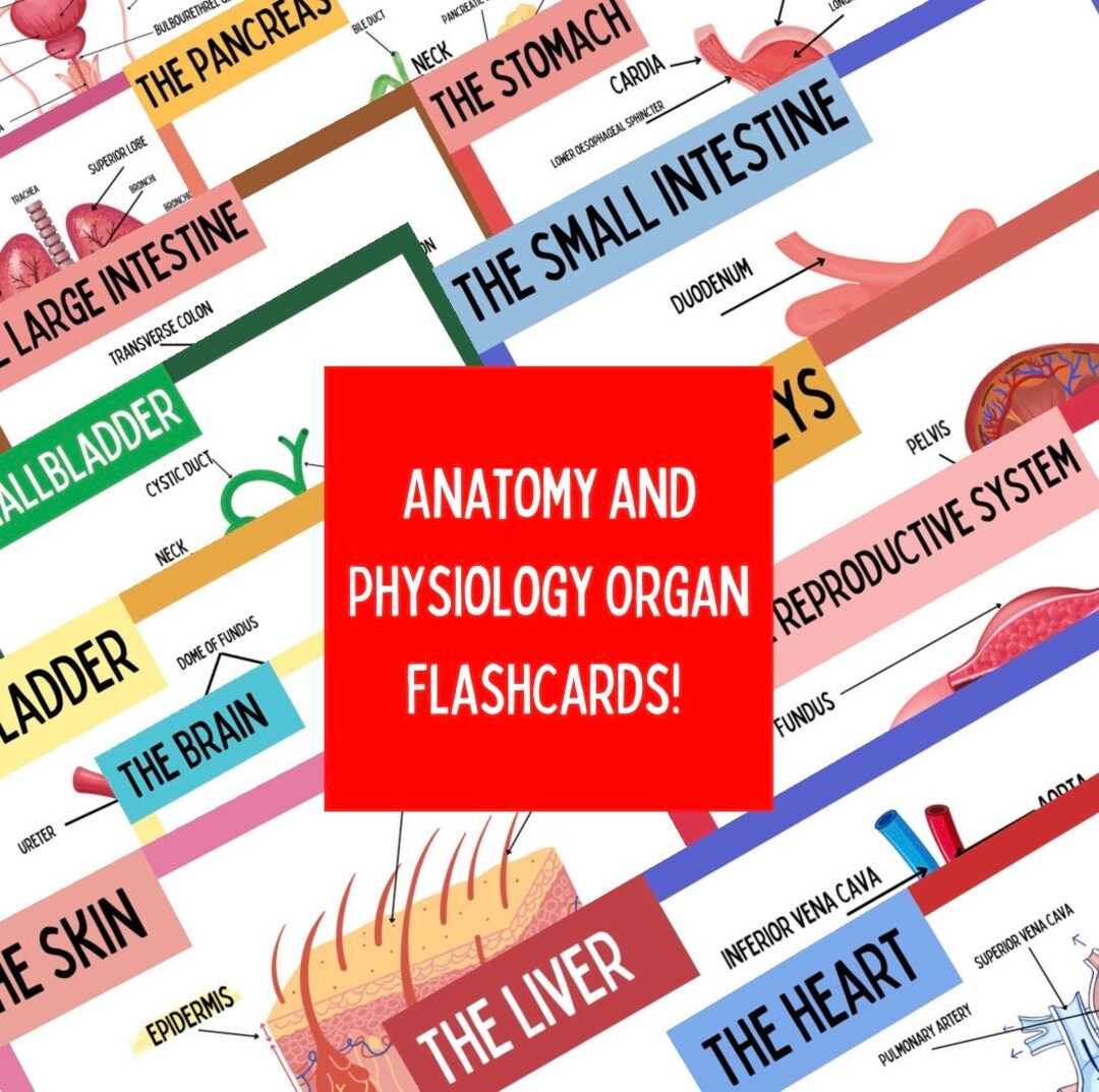 Anatomy and Physiology Flashcards. Student Nurse Nursing - Etsy