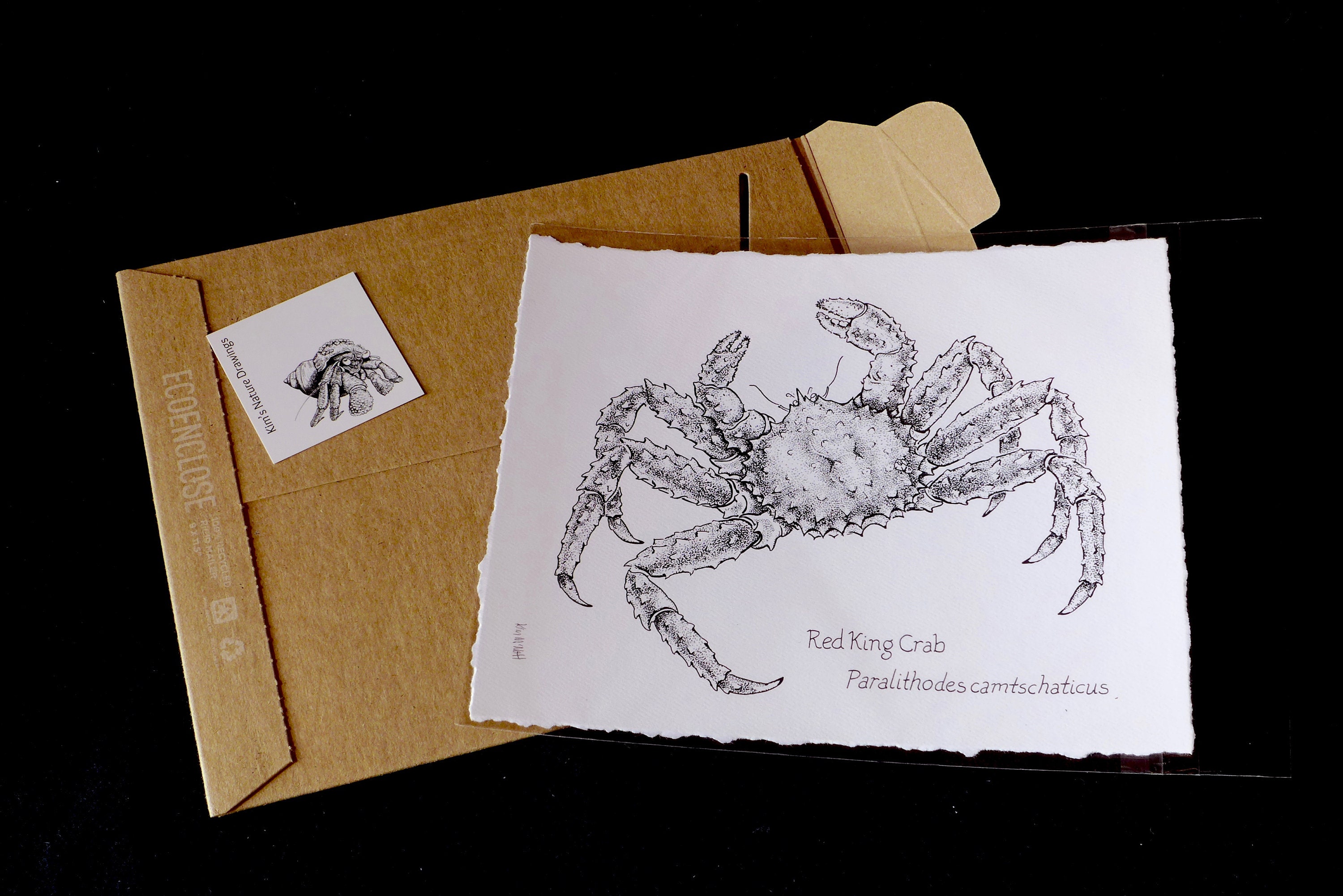 King Crab Print: Nature Drawing Print by Alaskan Artist Kim Mcnett - Etsy