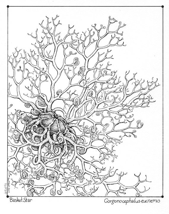 Basket Star Drawing