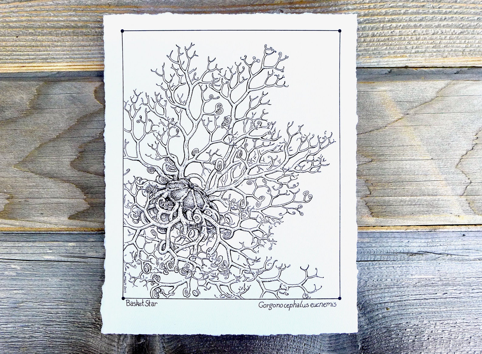 Basket Star Print: Nature Drawing by Alaskan Artist Kim Mcnett ...