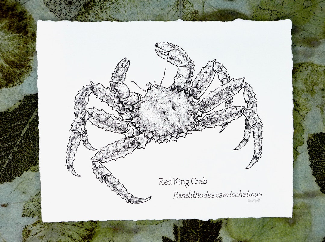 King Crab Print: Nature Drawing Print by Alaskan Artist Kim - Etsy