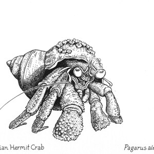 Hermit Crab Print: Nature Drawing by Alaskan Artist Kim Mcnett - Etsy