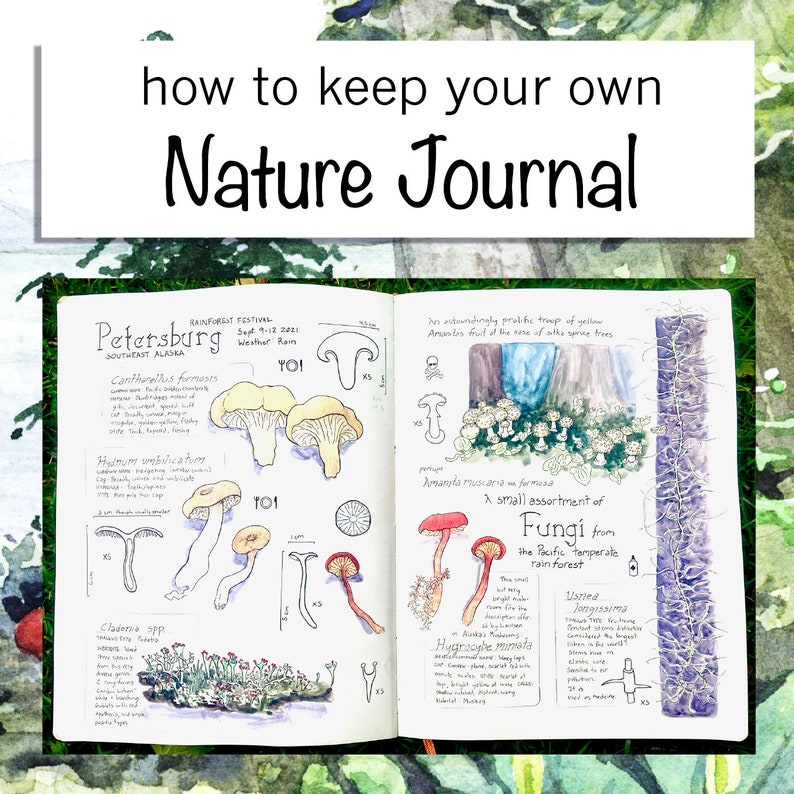 Printable Booklet to Teach Nature Journaling: Full-color Instructional ...