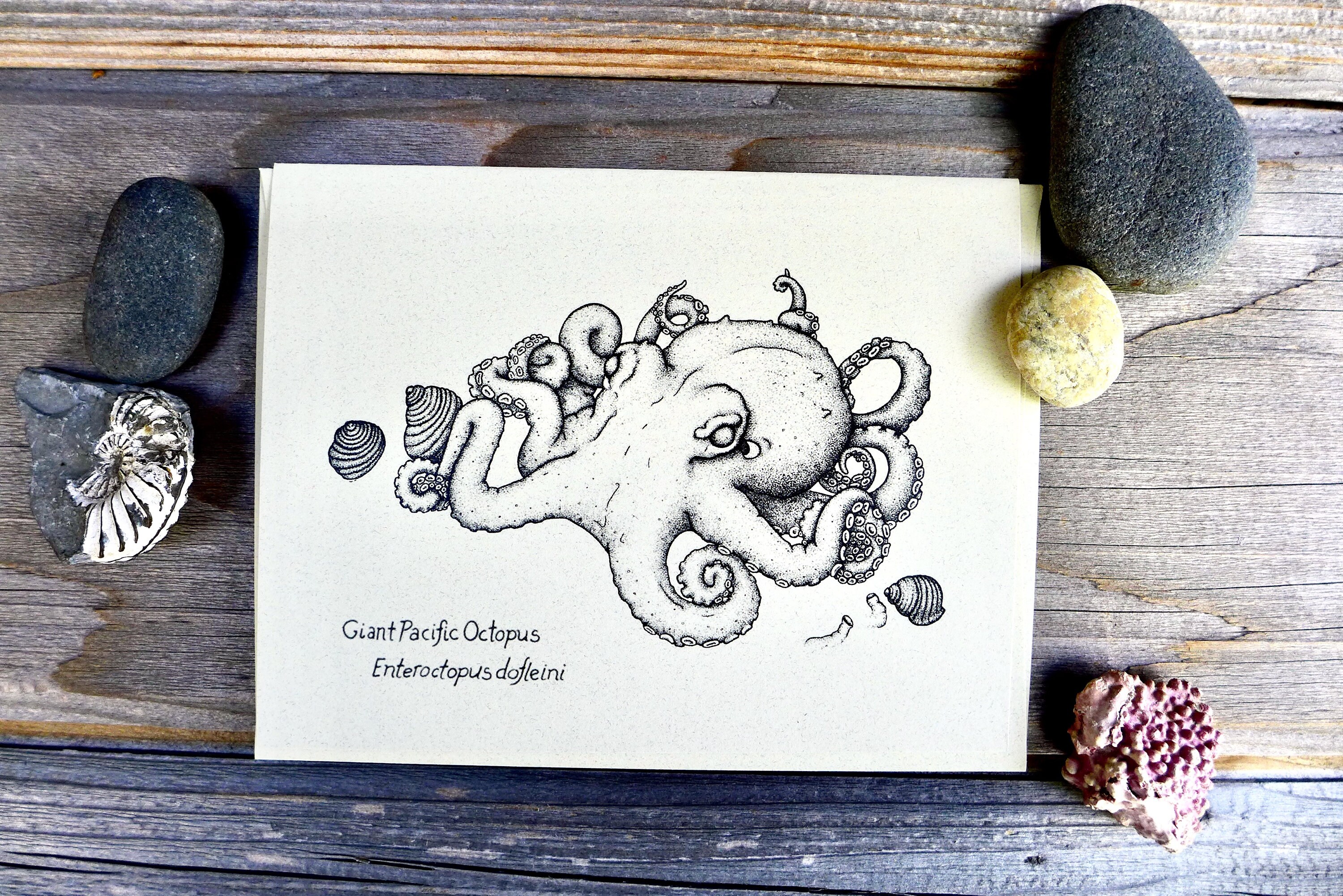 Ocean Life Notecards: Marine Animal Drawings by Alaskan Artist Kim ...