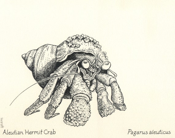 Illustrazione Di Paguro