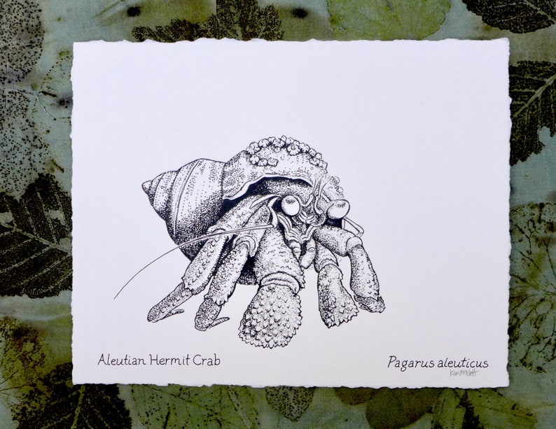 Hermit Crab Print: Nature Drawing by Alaskan Artist Kim Mcnett - Etsy