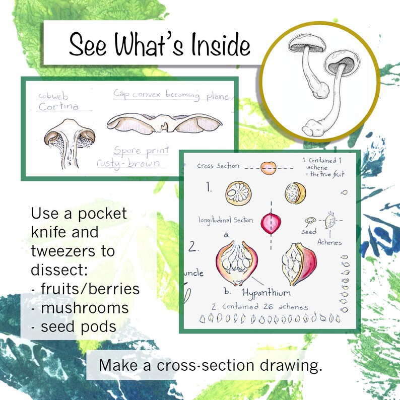 Printable Booklet to Teach Nature Journaling: Full-color - Etsy