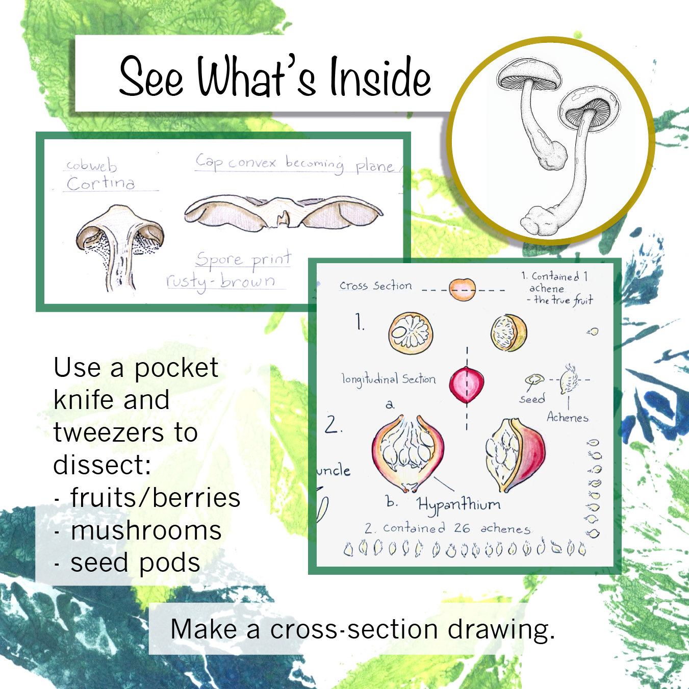 Printable Booklet to Teach Nature Journaling: Full-color - Etsy