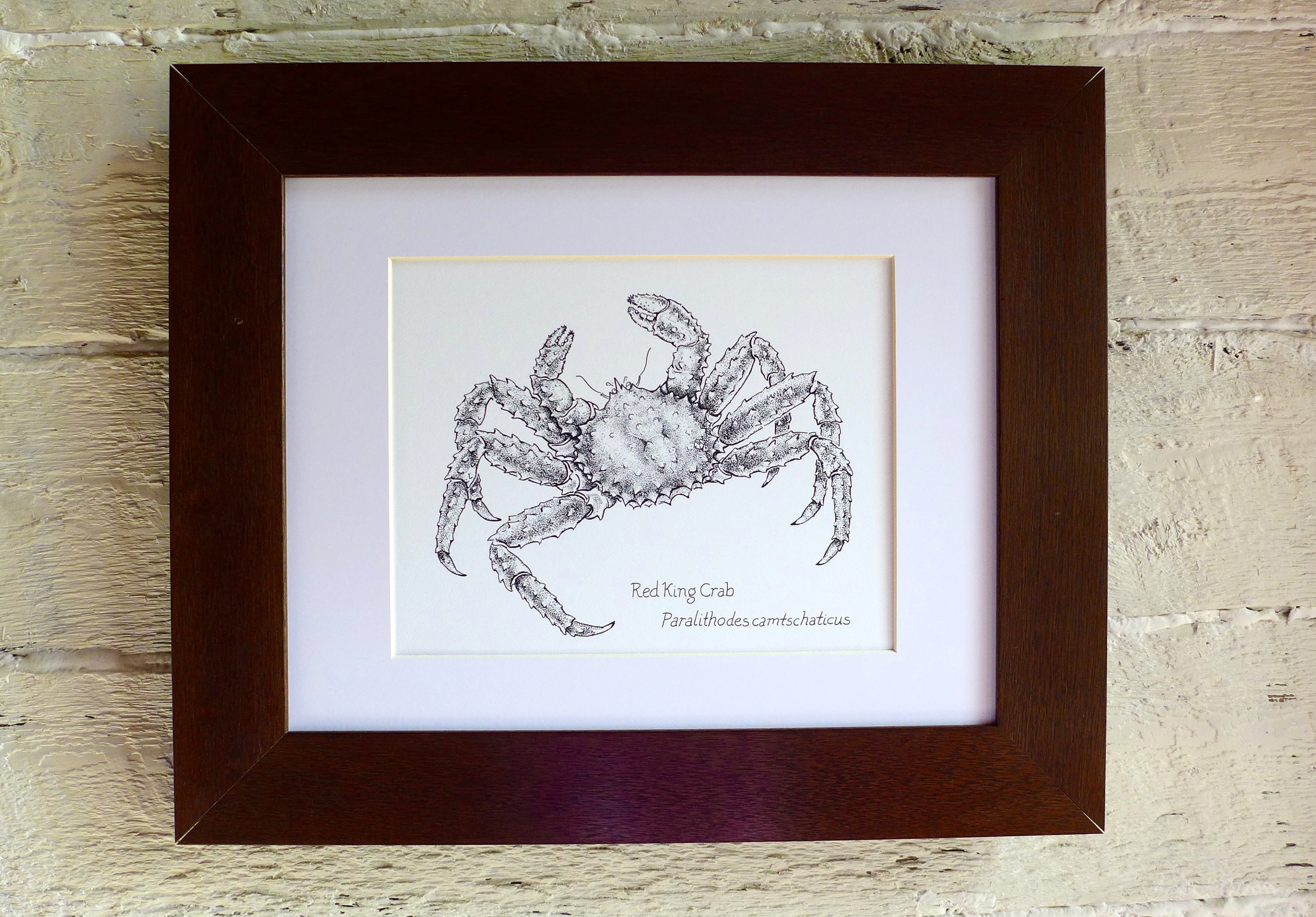 King Crab Print: Nature Drawing Print by Alaskan Artist Kim Mcnett - Etsy