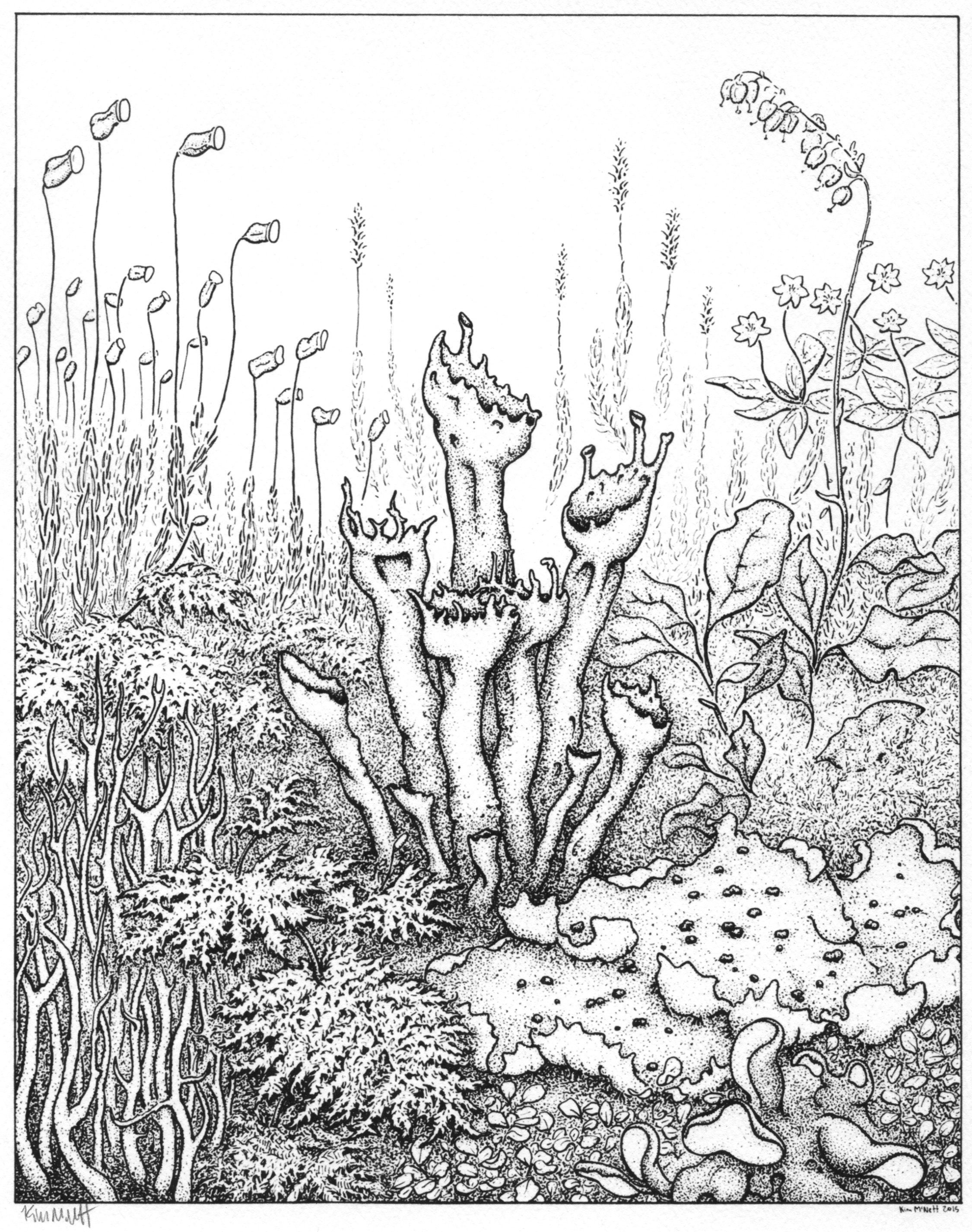 Impression de lichen et de mousse : dessin naturel du sol - Etsy France