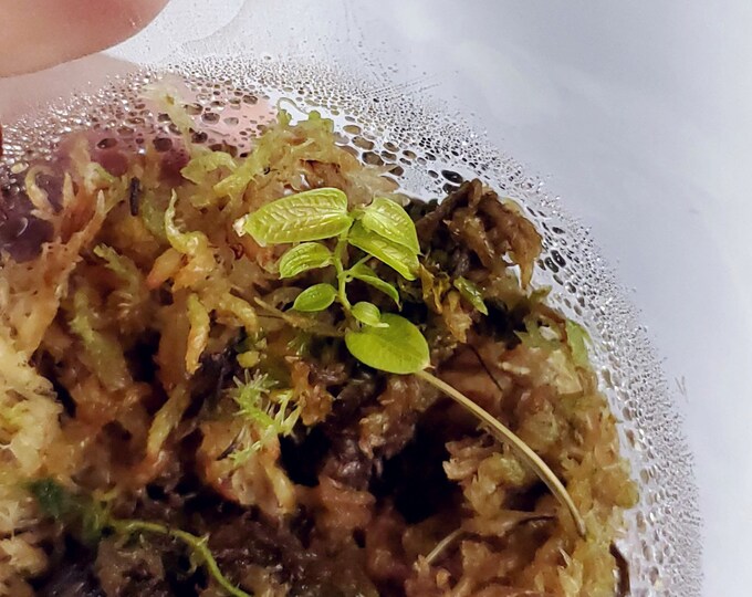 Pothos Barberianus / True Pothos Rare Pothos Cutting Tropical Plants ...