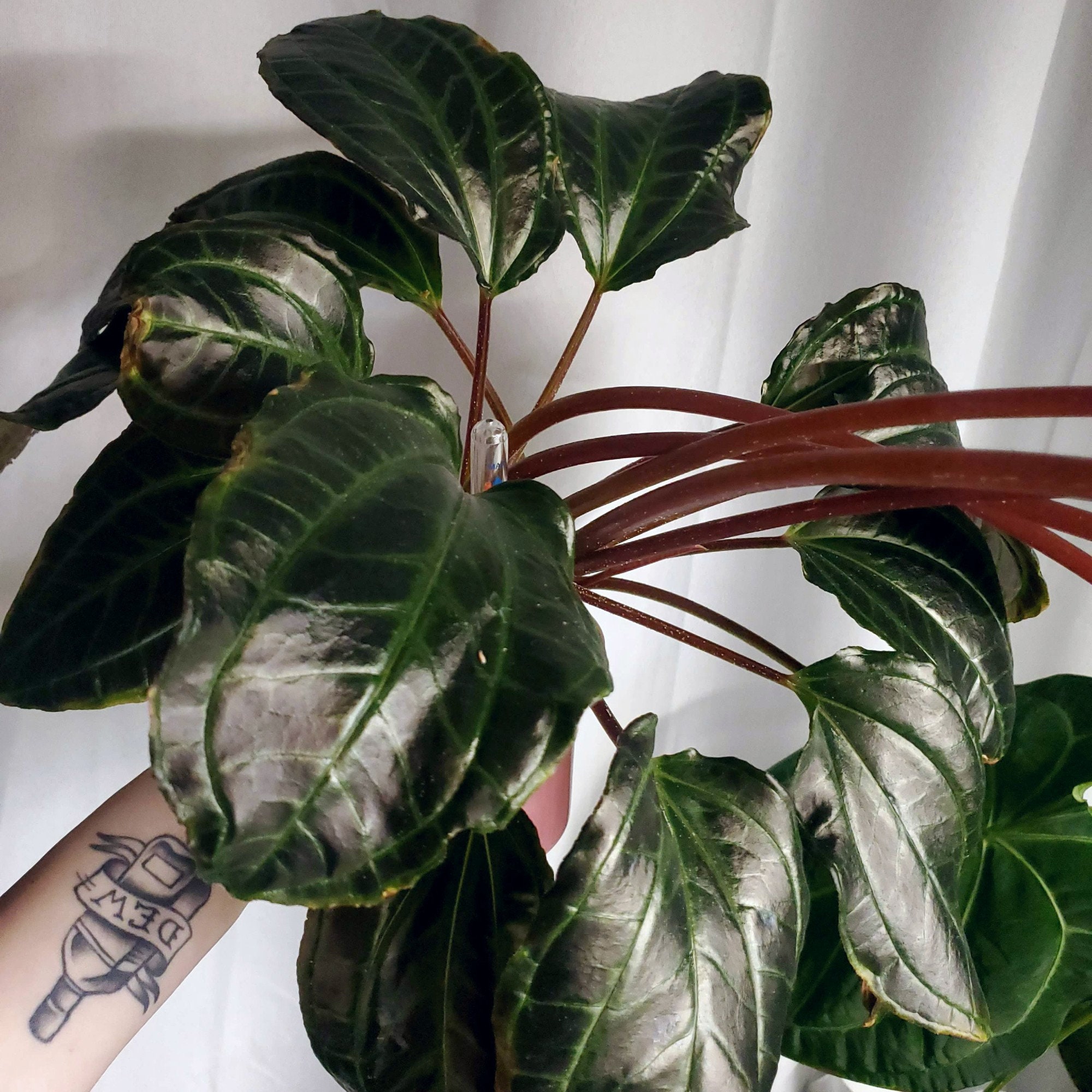 Monolena Primuliflora SEED POD Rare Houseplants Seeds - Etsy
