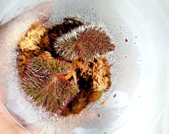 Begonia Baik *CUT TO ORDER* | Rare Begonia | Rooted Cutting |terrarium ...