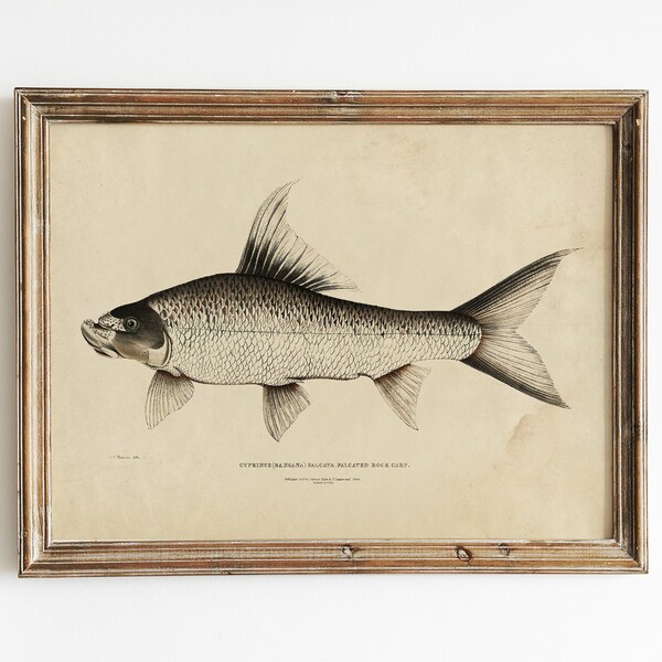 Antique Fish Print - Etsy