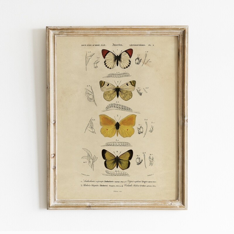 Butterfly Print - Etsy