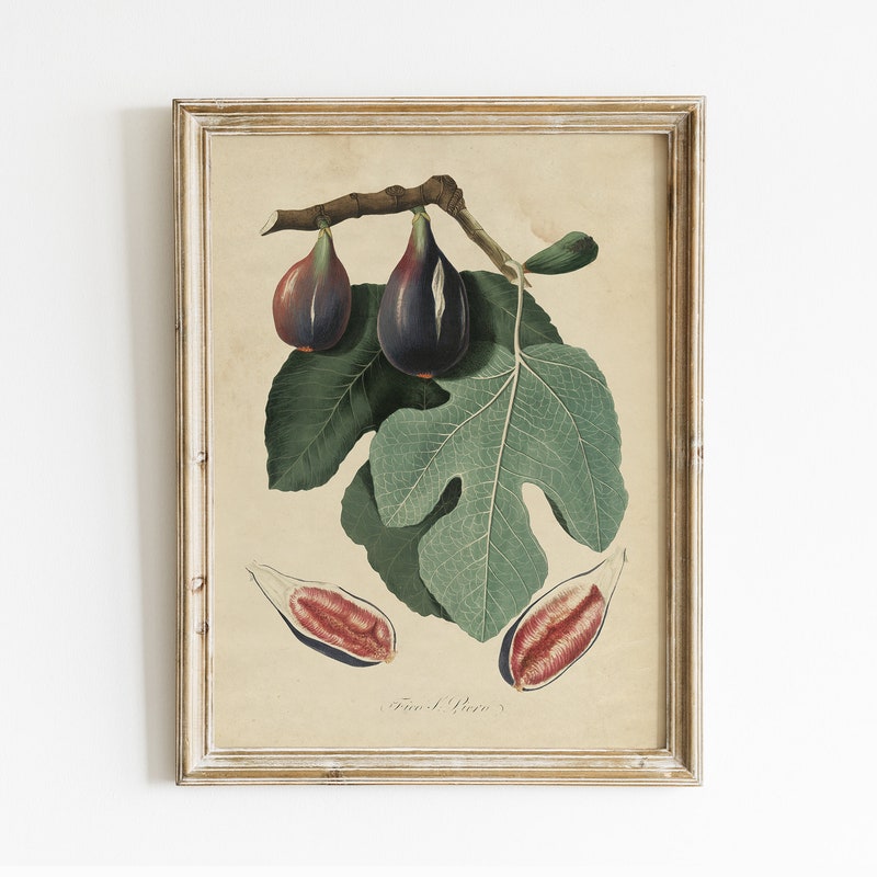Fig Poster - Etsy