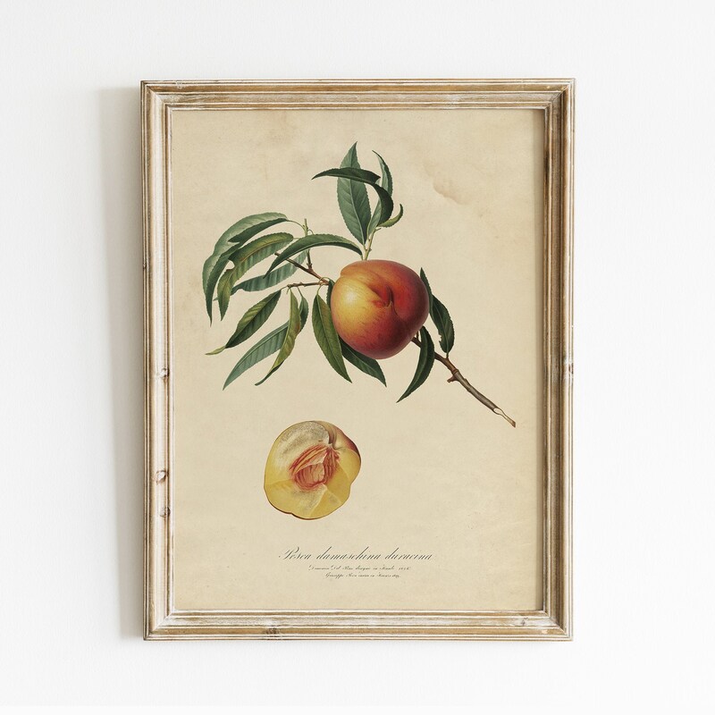 Peach Print - Etsy