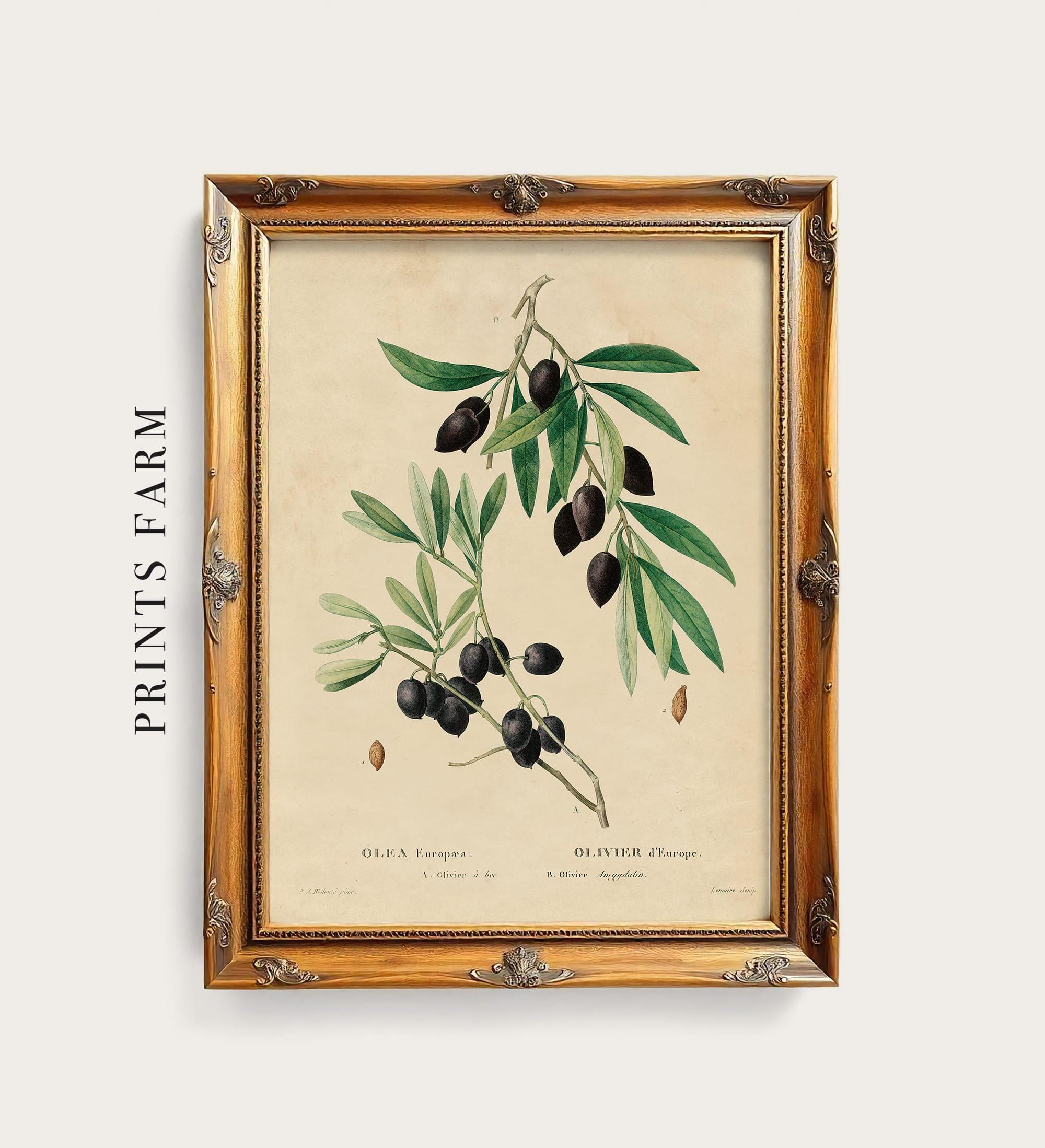 Olive Vintage Print, Botanical Wall Art, Kitchen Decor / P210 - Etsy