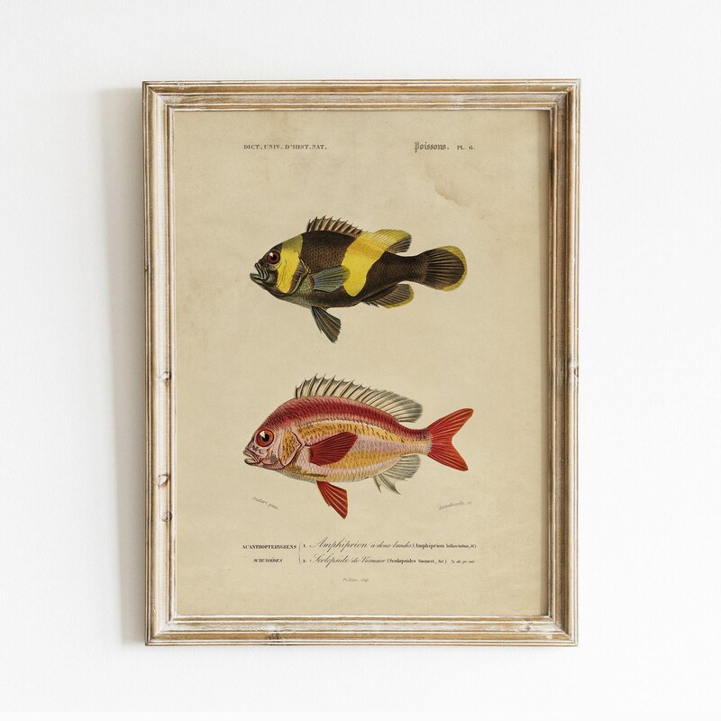 Antique Fish Print - Etsy