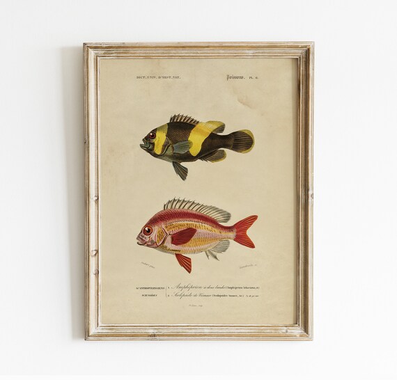 Fishes Vintage Print Antique Fishes Print Fishing Poster | Etsy
