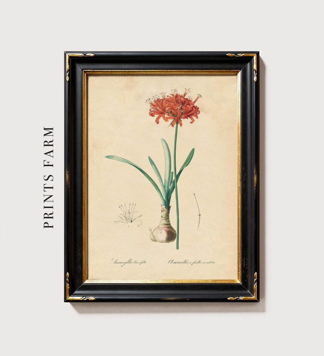 Lily Flower Print, Vintage Floral Art, Botanical Decor / P384 - Etsy