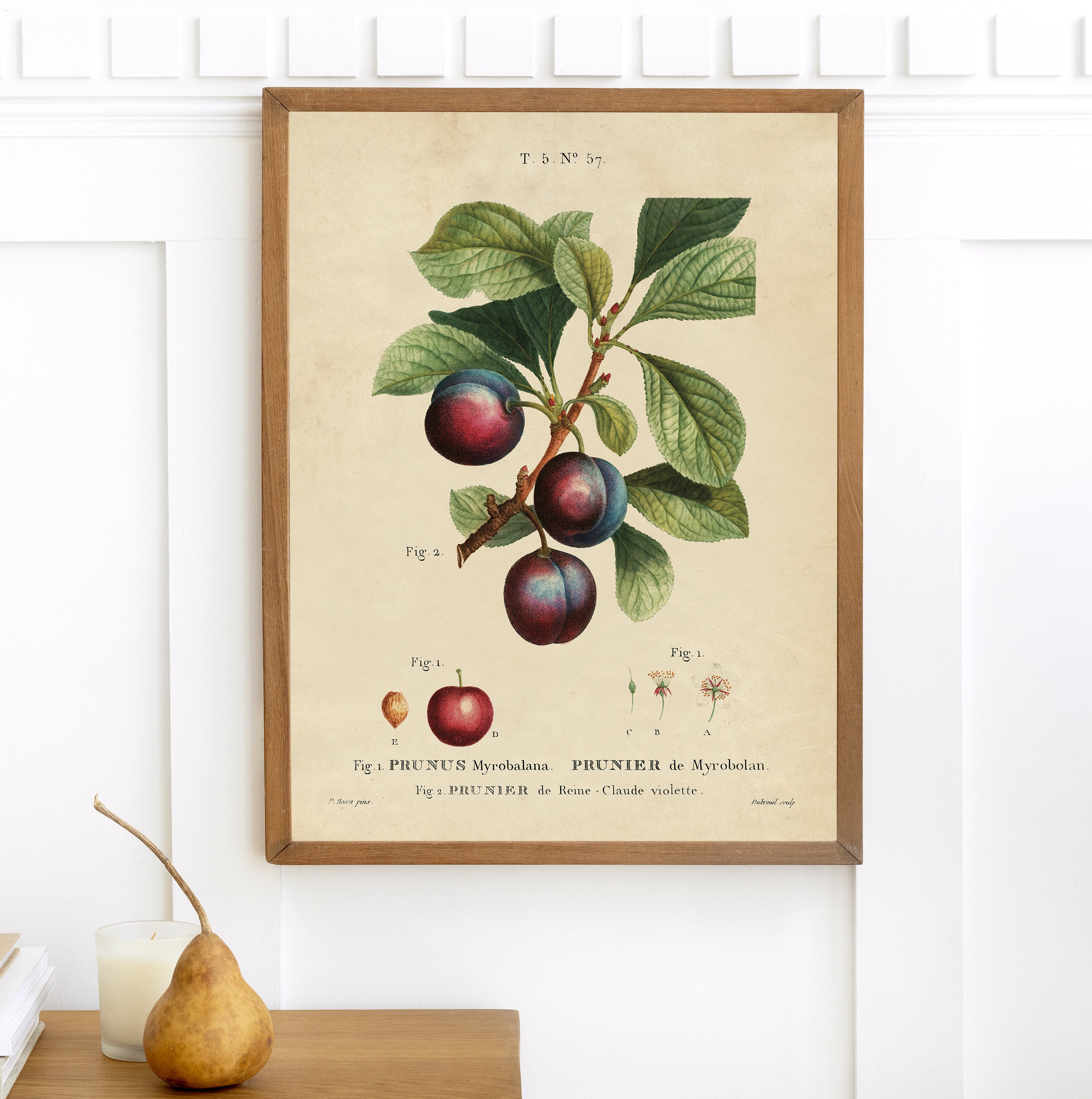 Plum Vintage Print Plum Poster Botanical Print Kitchen | Etsy