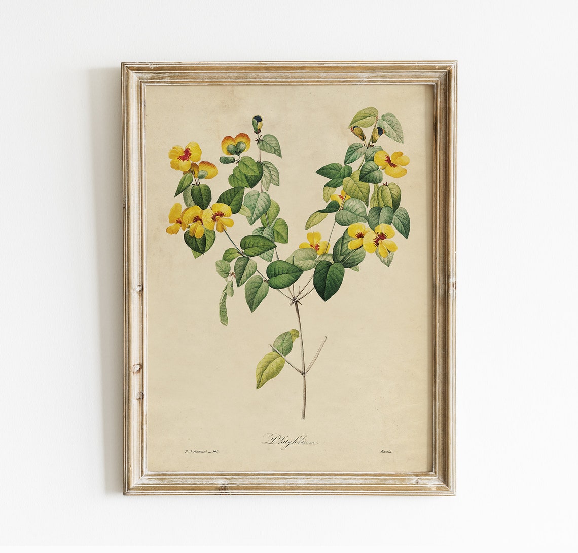 Flat-pea Print Flower Vintage Print Flower Illustration - Etsy