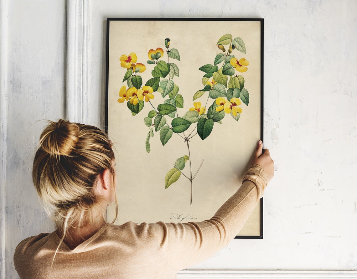Flat-pea Print Flower Vintage Print Flower Illustration - Etsy