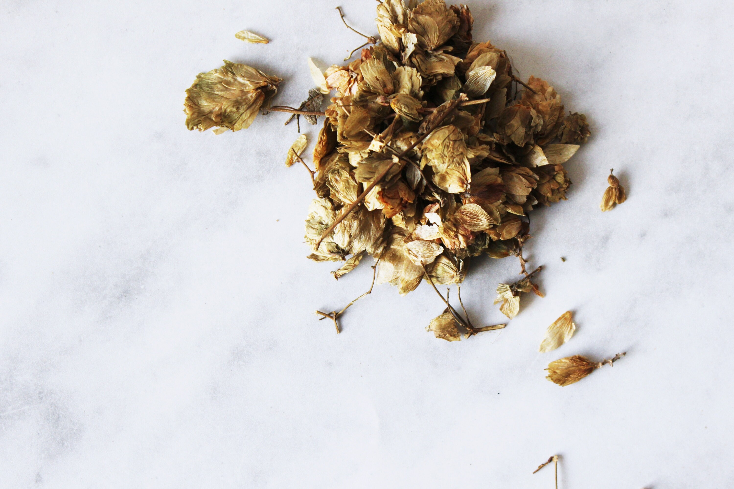 Flores de lúpulo / Humulus lupulus flor seca de lúpulo común - Etsy España