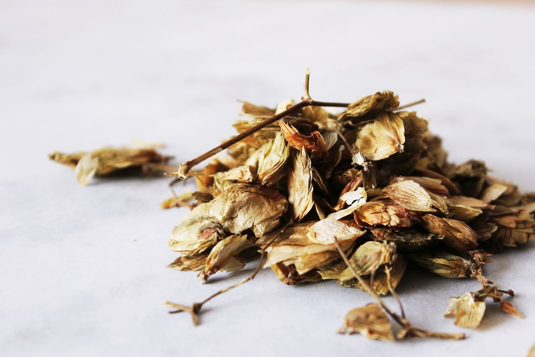 Flores de lúpulo / Humulus lupulus, flor seca de lúpulo común, hierbas ...