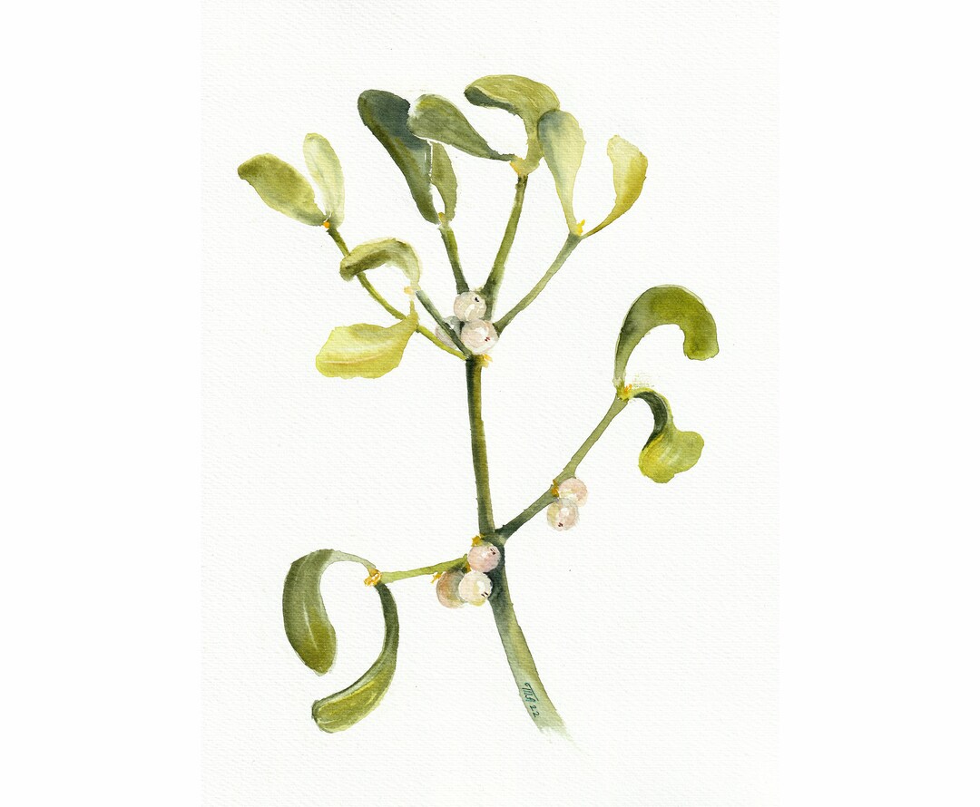 Mistletoe Painting Original Watercolor Art Botanical Painting Floral ...