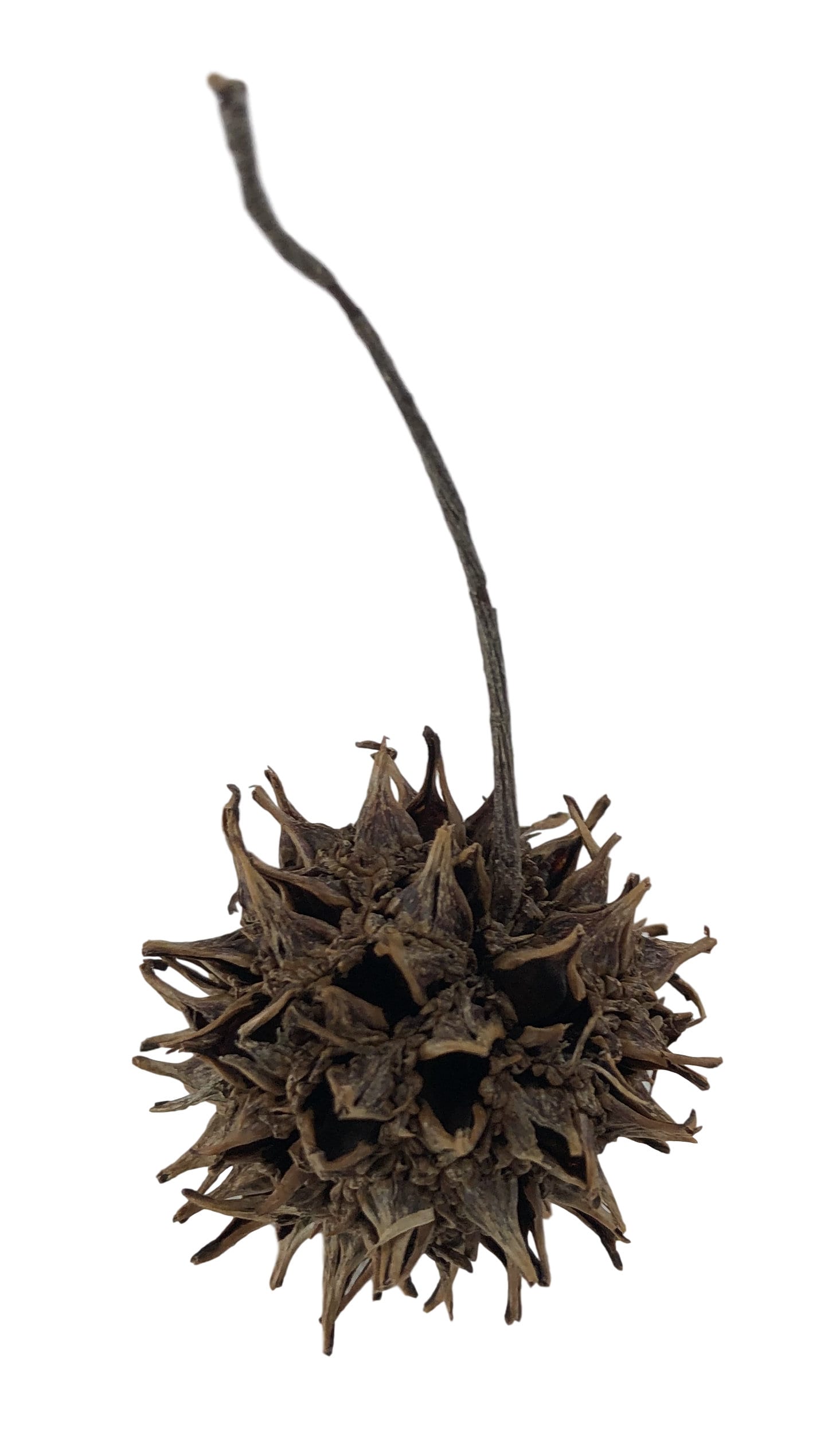 Sweet Gum Tree Pods Pack of 8 Pcs Boutique Betta Aquarium - Etsy