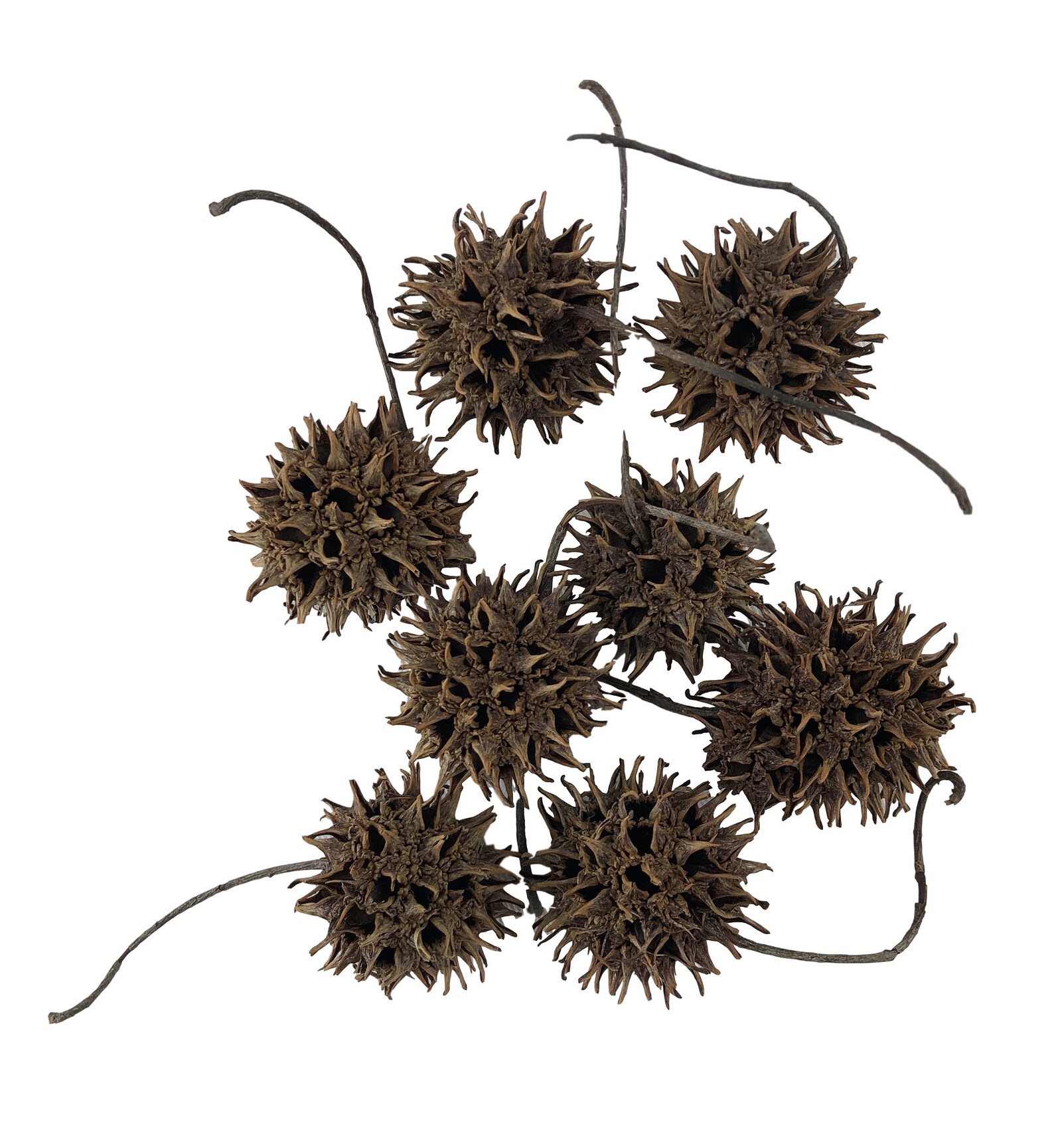 Sweet Gum Tree Pods Pack of 8 Pcs Boutique Betta Aquarium | Etsy